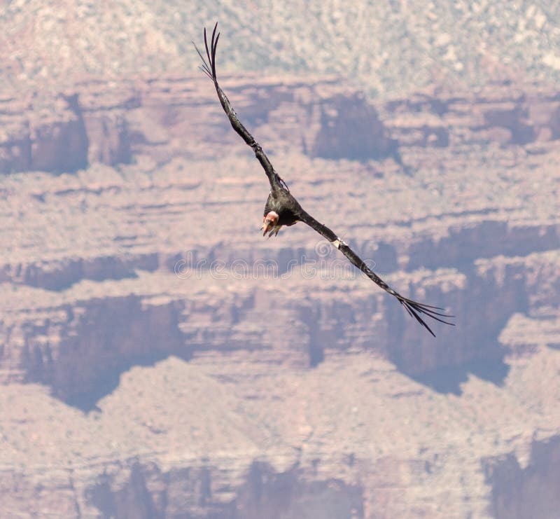 California Condor stock photo. Image of condor, tagged - 94506462