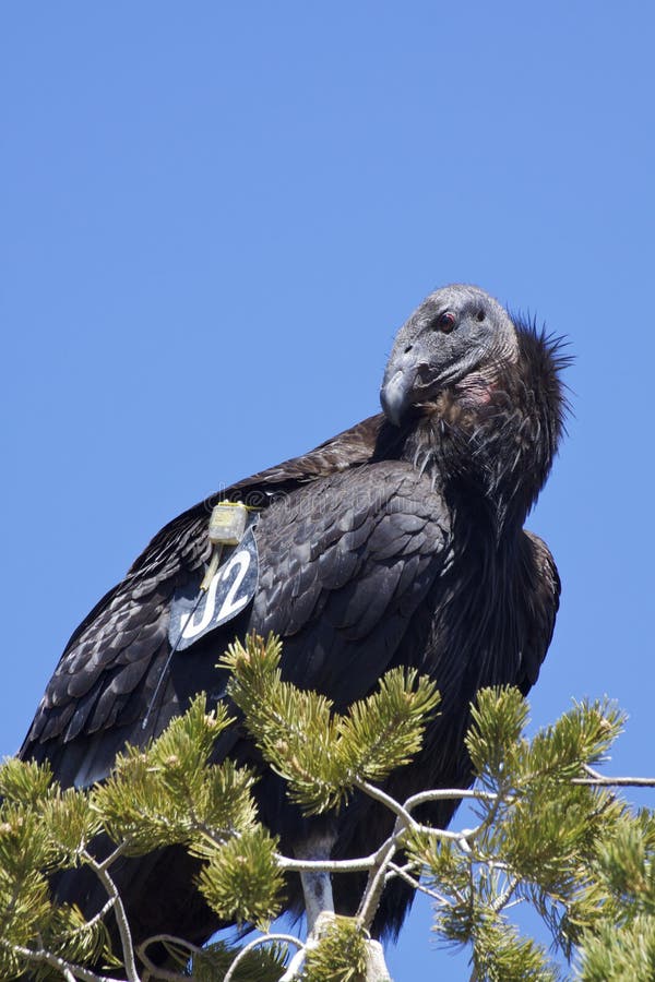 California Condor with Tag stock image. Image of predator - 24359153