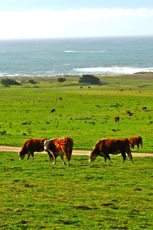 California Cows stock image. Image of green, california - 19841667