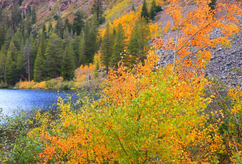 California fall foliage stock photo. Image of aspen, natural - 61179120