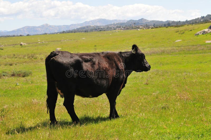 California Farm Series Black Angus Cattle Grazing Free Range Grass Fed Beef With Young