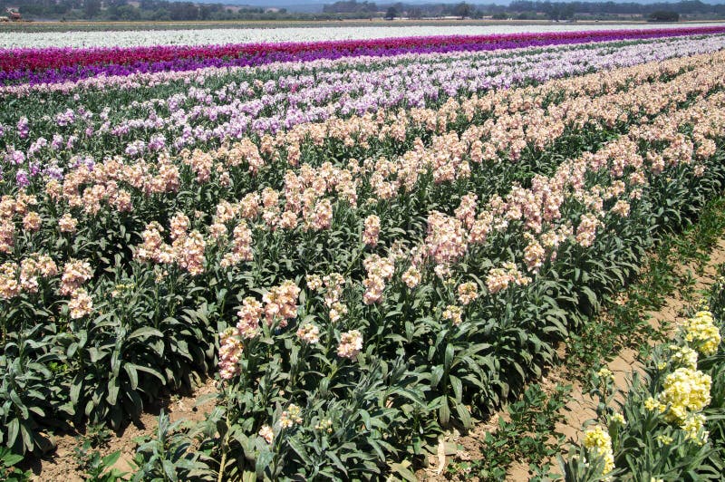California Flowers in a Row Stock Photo - Image of fields, organic ...