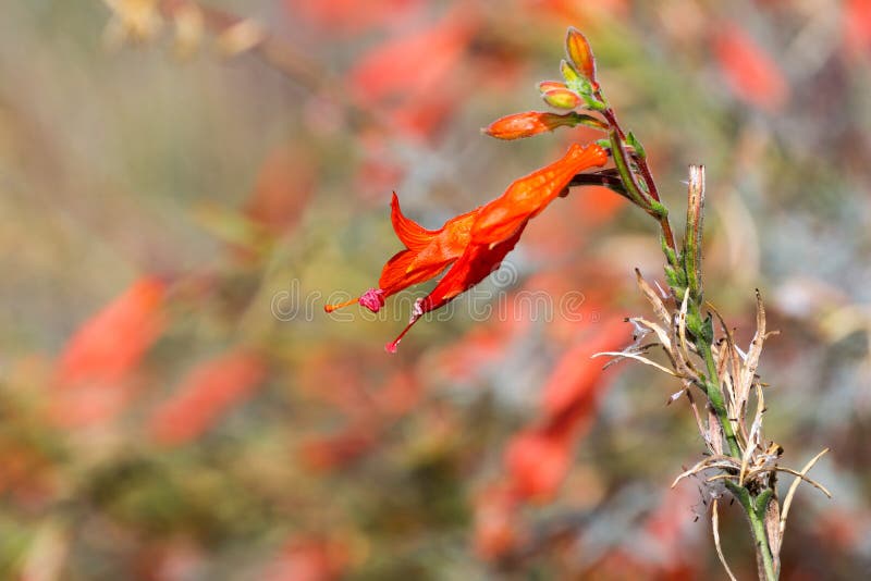 California Fuchsia Close Up Stock Image - Image of flora, arrangement ...