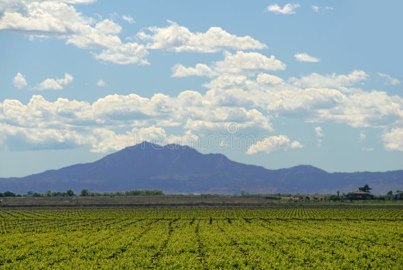 California Grape Vines stock image. Image of grape, agriculture - 2482619