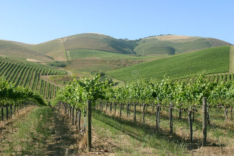 California grapes stock photo. Image of california, grapes - 897988