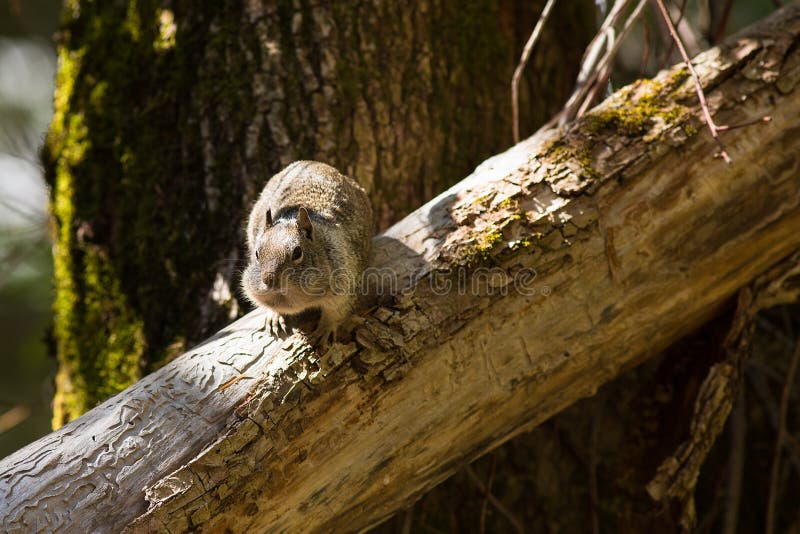 California ground squirrel stock photo. Image of side - 68757322