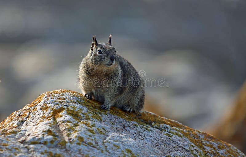 California ground squirrel stock photo. Image of california - 353280156
