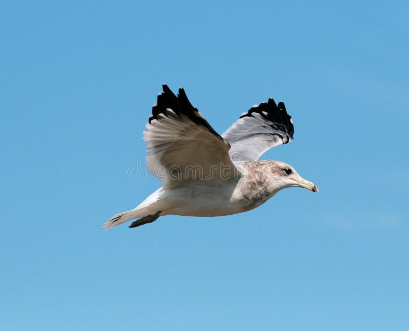 California gull 5 stock image. Image of wing, bird, coast - 10773573
