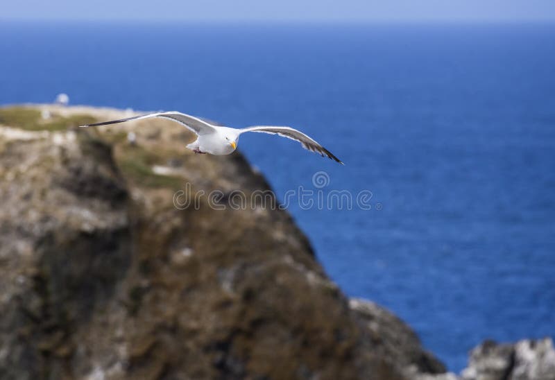 Seagull in flight stock photo. Image of white, freedom - 111449906
