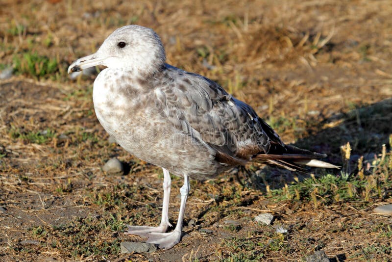 California Gull (Larus Californicus) Stock Image - Image of california ...