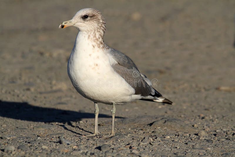 California Gull (Larus Californicus) Stock Photo - Image of california ...