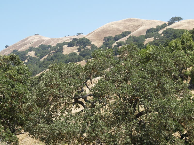 California hillside stock image. Image of park, henry - 20239431
