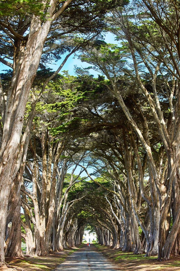 California Iconic Cypress Tree Tunnel Vertical in Spring Stock Image ...