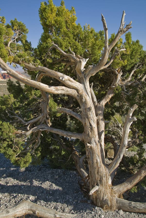 California Juniper at Red Rock Canyon Stock Image - Image of deserted ...