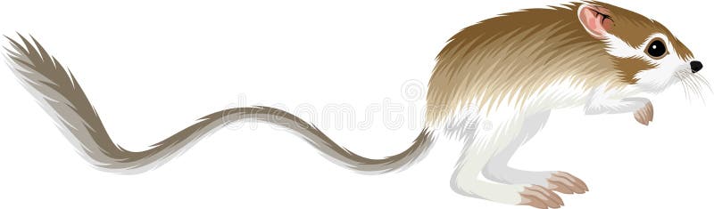 California Kangaroo Rat - Vector Illustration Stock Vector ...