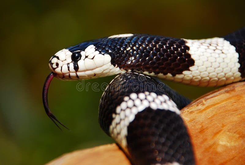 California King Snake W/tongue Stock Photo - Image of slithering ...