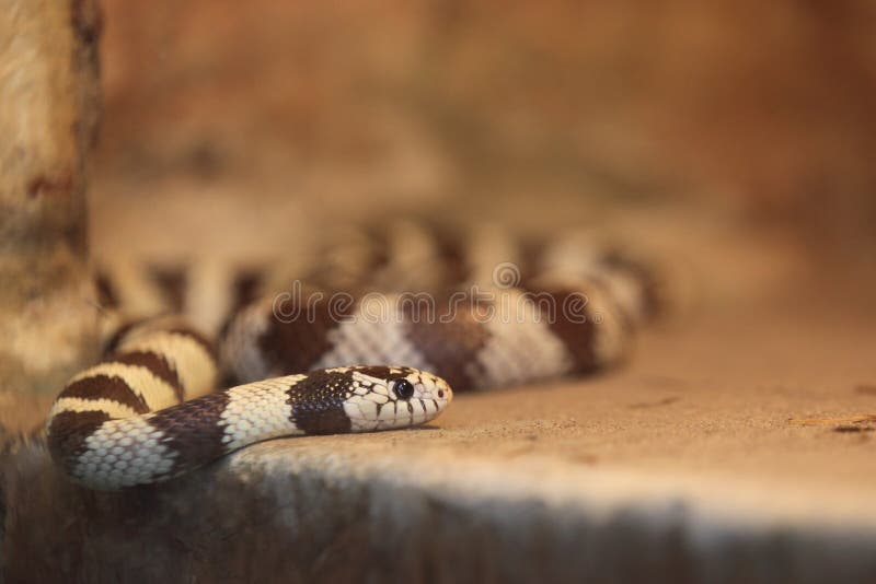 403 California Kingsnake Stock Photos - Free & Royalty-Free Stock ...
