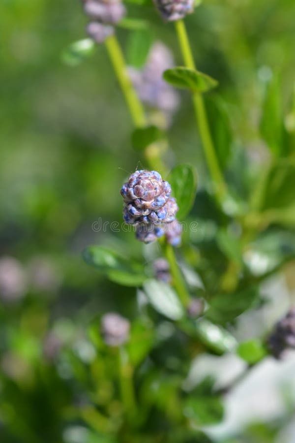 California lilac Victoria imagen de archivo. Imagen de flor - 157978039