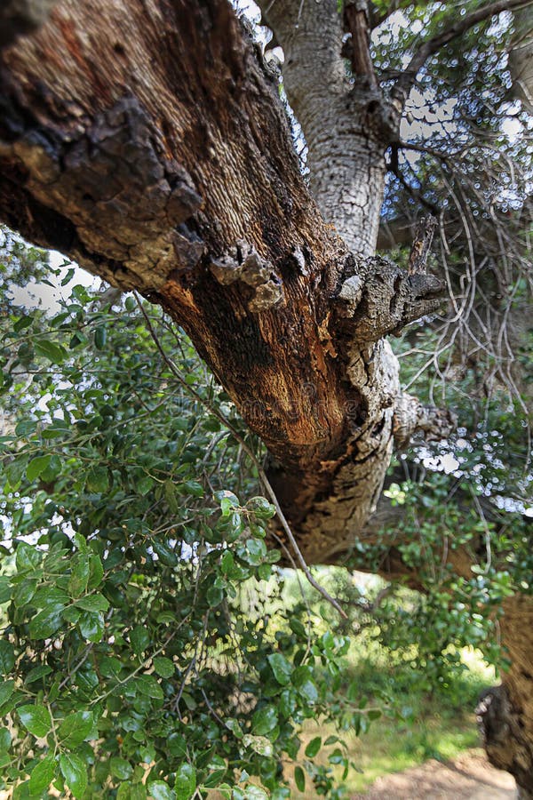 California Live Oak Tree Branches, Twigs, and Leaves Stock Image ...