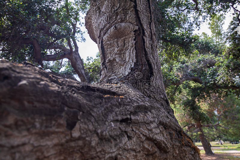 California Live Oak Tree Branches, Twigs, and Leaves Stock Image ...