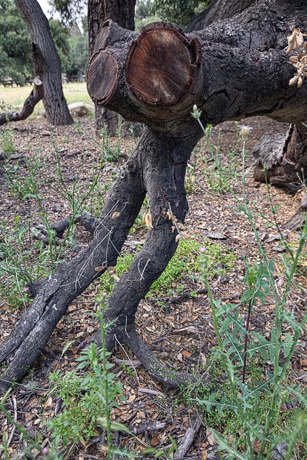California Live Oak Tree Branches, Twigs, and Leaves Stock Image ...