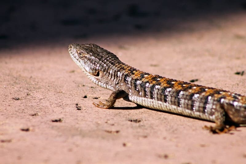 California Lizard stock image. Image of seed, amphibians - 93712155