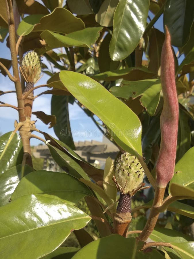 California Magnolia Fruit stock photo. Image of park - 41463040