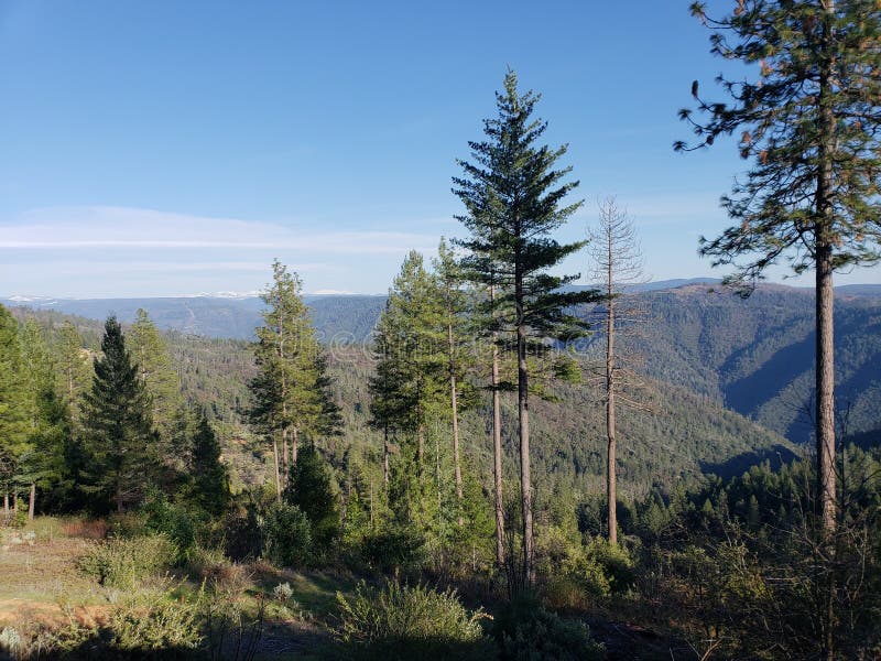 California mountain trees stock photo. Image of california - 153438188
