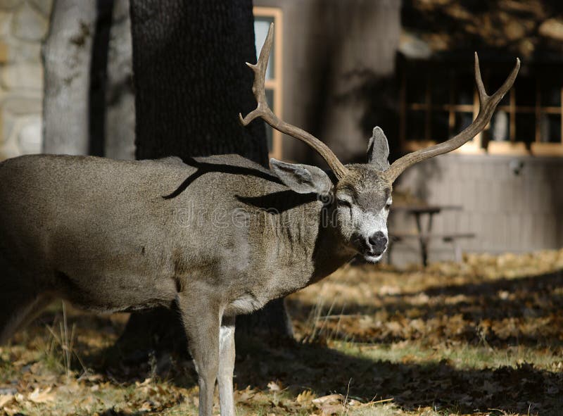 California Mule Deer Buck stock photo. Image of odocoileus - 1713996
