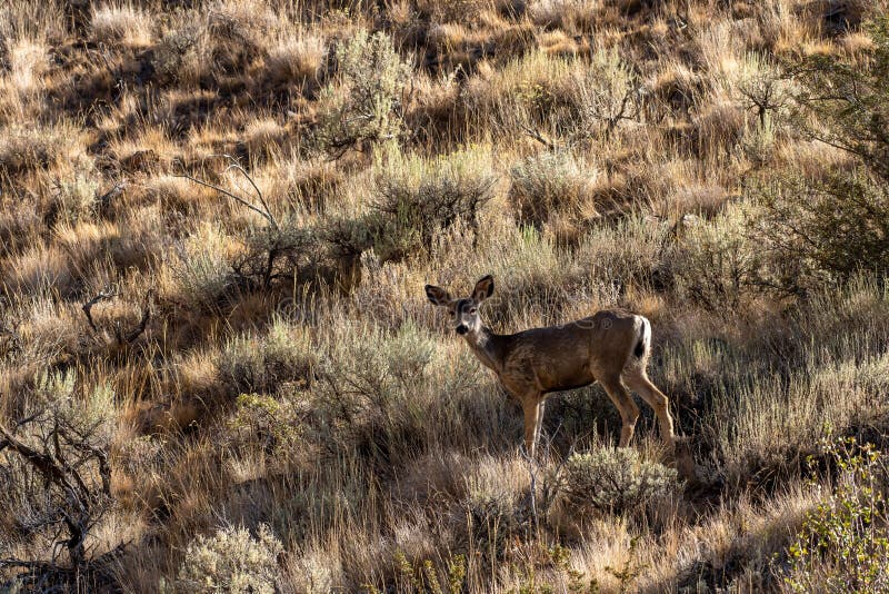 California Mule Deer on Dry Grass. Stock Image - Image of park, tail ...