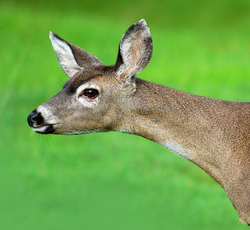 California Mule Deer stock image. Image of wildlife, mule - 48172995