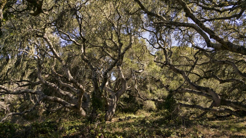 California Oak Trees stock photo. Image of light, forest - 59315678