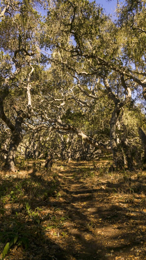 California Oaks stock photo. Image of dirt, bark, beams - 59315538