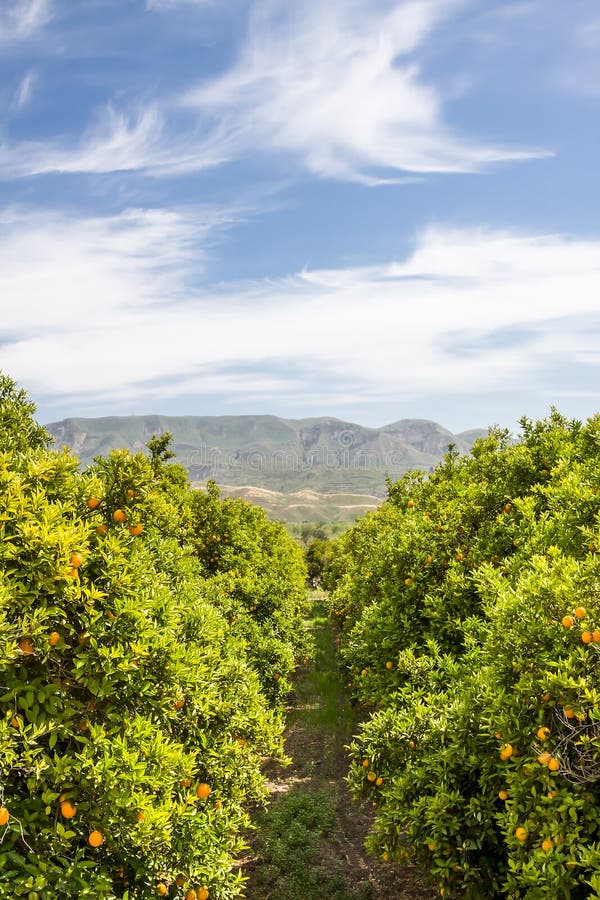 Orange Grove Farm Field California Stock Photos - Free & Royalty-Free ...