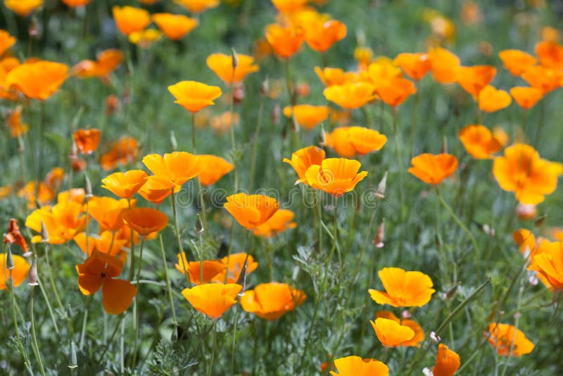 California Orange Poppies stock photo. Image of vibrant - 32065126