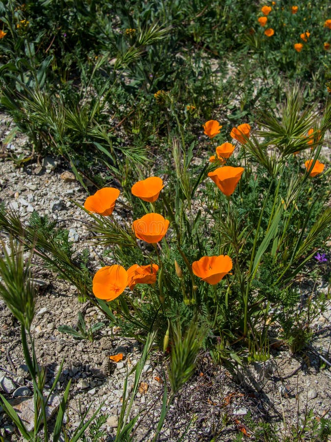 California Orange Poppy on the Ground Stock Image - Image of landscape ...