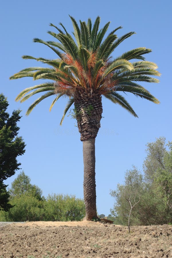 California Palm stock image. Image of california, muir - 1437237