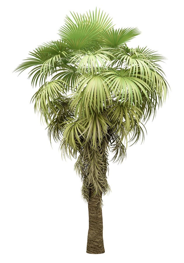 California Palm Tree Isolated on White Stock Illustration ...
