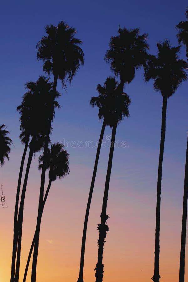 California Palm Tree Sunset Stock Image - Image of california, colorful ...