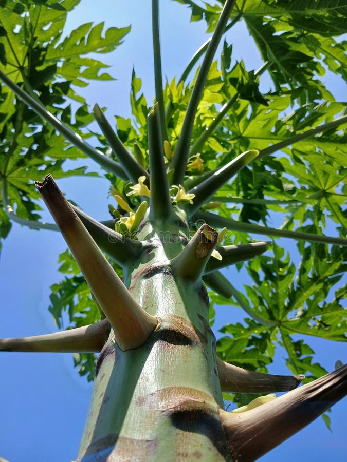 Papaya stock image. Image of agriculture, hawaii, garden - 332576185