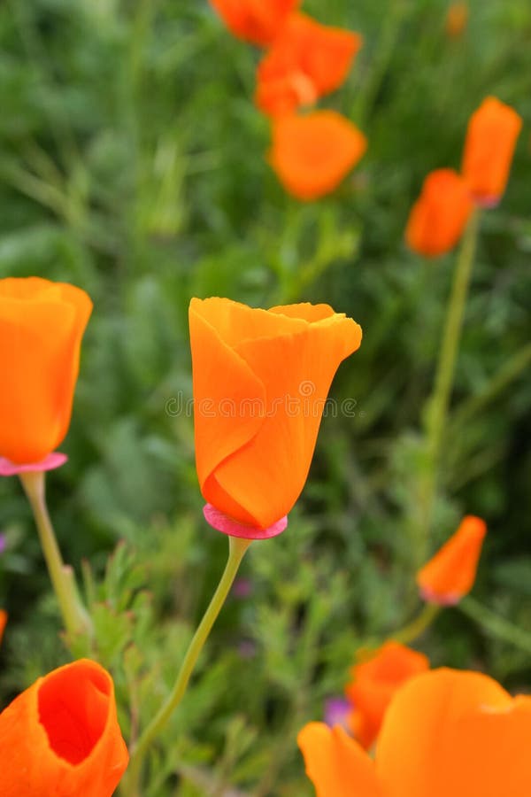 California Poppies stock photo. Image of nature, plant - 40060196