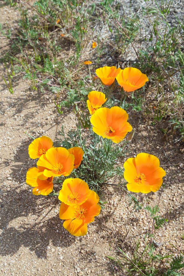California Poppies stock image. Image of poppy, bunch - 42345265