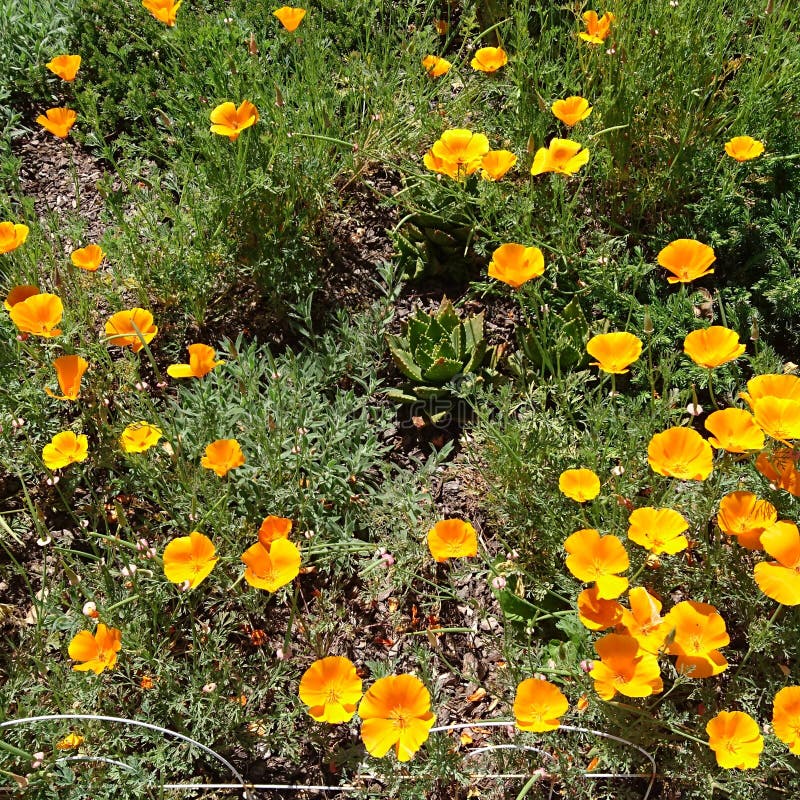 California Poppies stock photo. Image of garden, poppies - 136716618