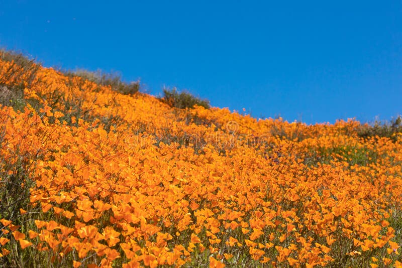 California Poppies Landscape during the 2019 Super Bloom Stock Image ...