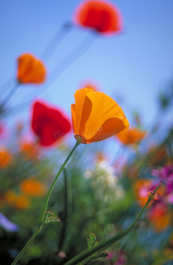 California Poppy stock photo. Image of park, flowers - 12646534
