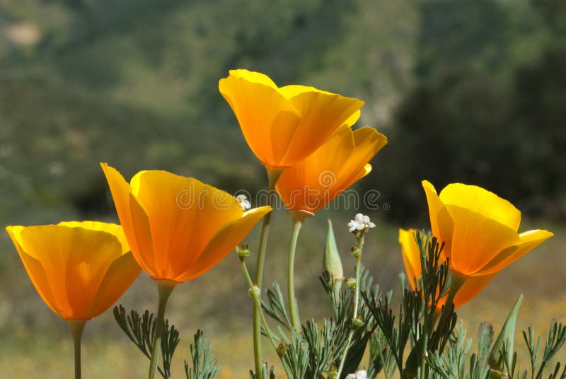 California Poppy stock photo. Image of wildflower, state - 13705568