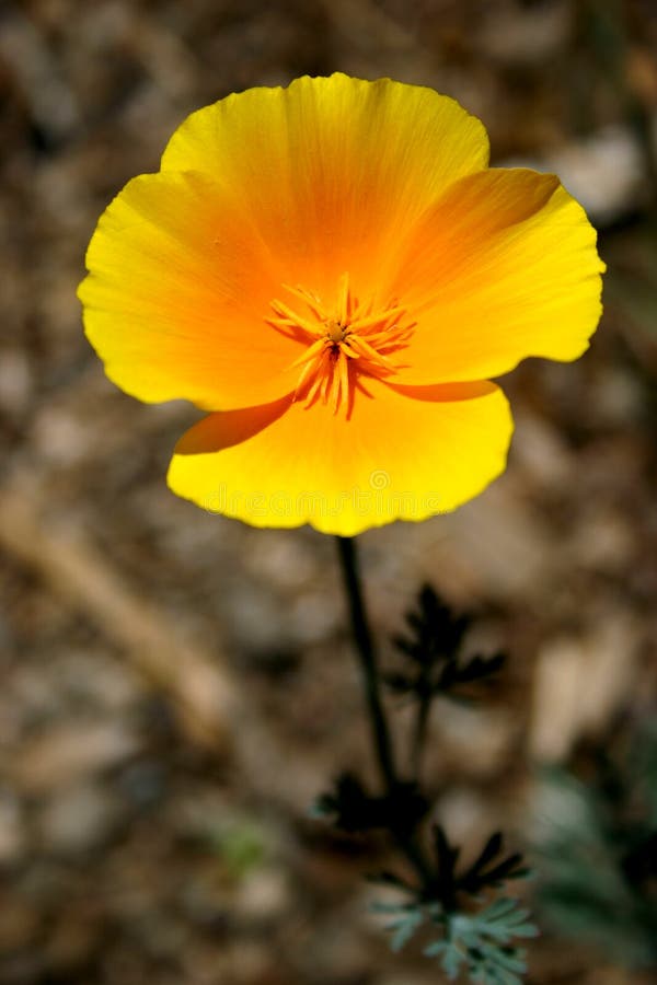 California poppy stock image. Image of california, poppy - 4134989