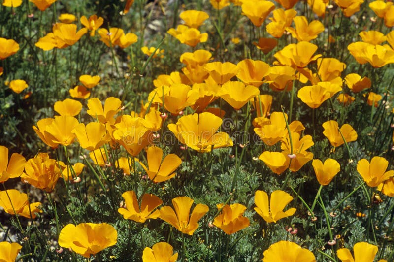 California Poppy in Bloom, Ventura County, CA Stock Image - Image of ...