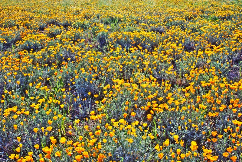 California Poppy stock photo. Image of spring, flora - 364092174
