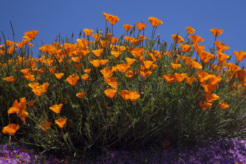 California Coast in Spring with Golden Poppies Blooming Near Big Sur ...